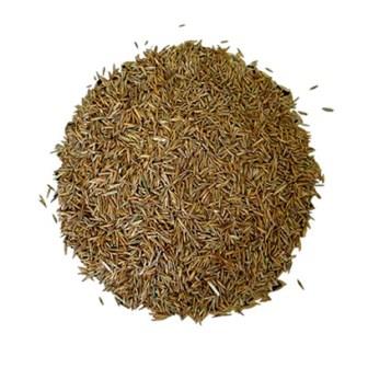 Semilla de césped Ray Grass Inglés